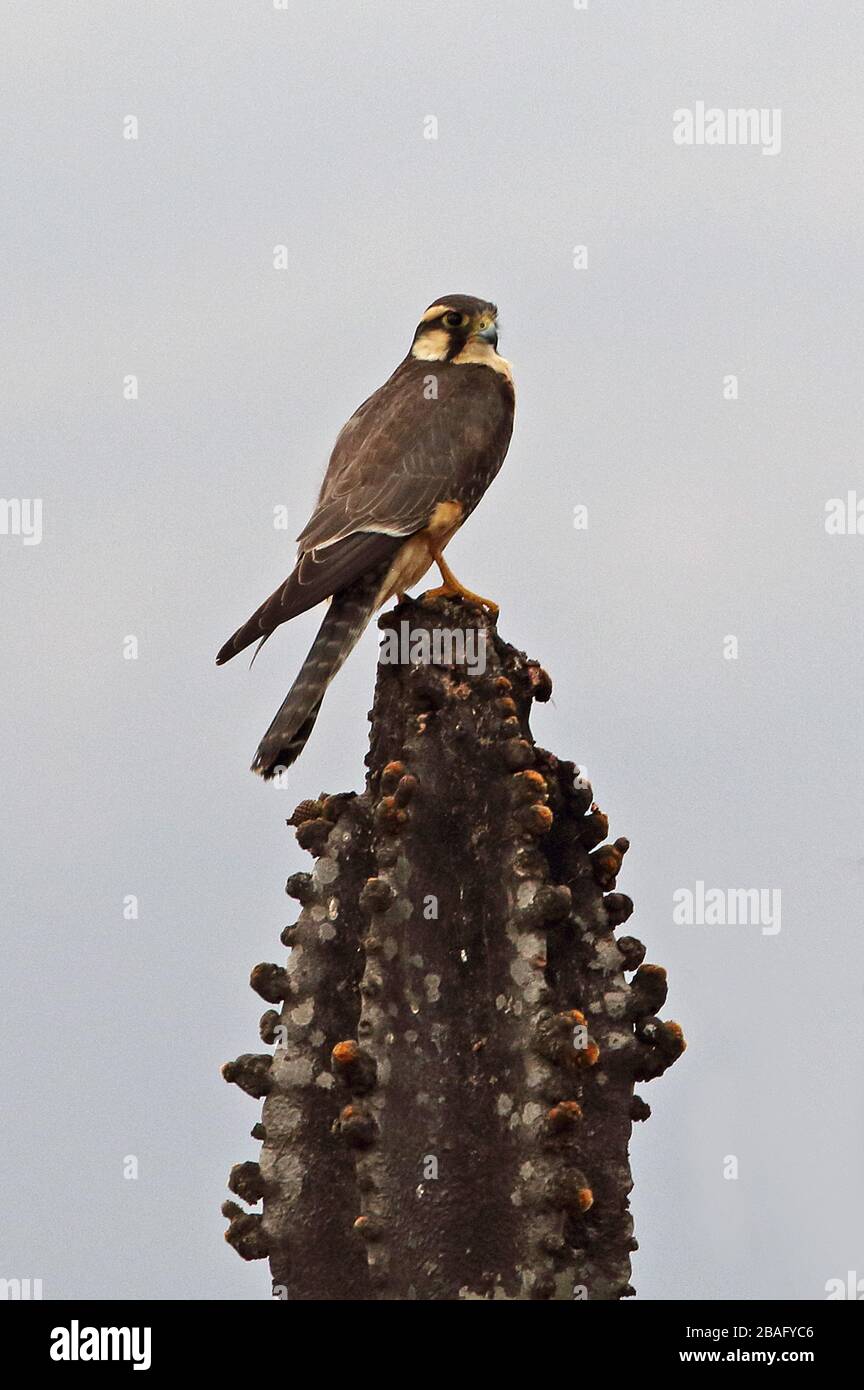 Aplomado Falcon (Falco femoralis) immature perched on a cactus ...
