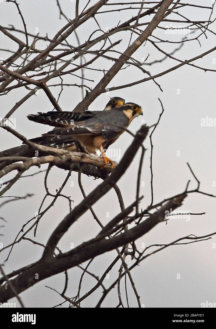Aplomado Falcon (Falco femoralis) Pair perched in dead tree Tinajones ...