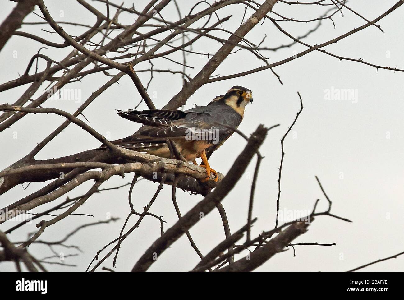 Aplomado Falcon (Falco femoralis) Pair perched in dead tree Tinajones ...
