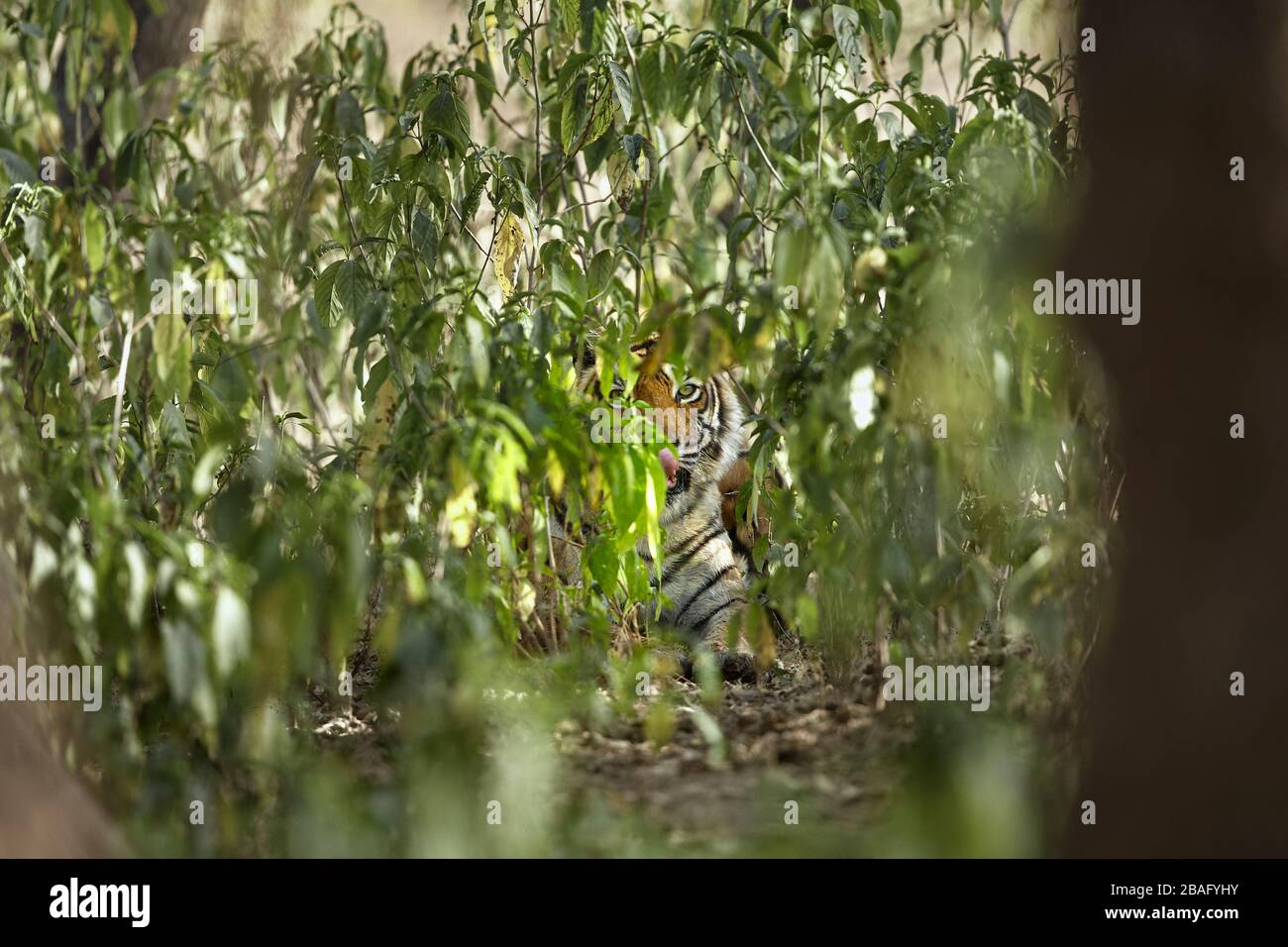 Bengal Tigress Machali watching a Prey besides the trees near Rajbaug ...