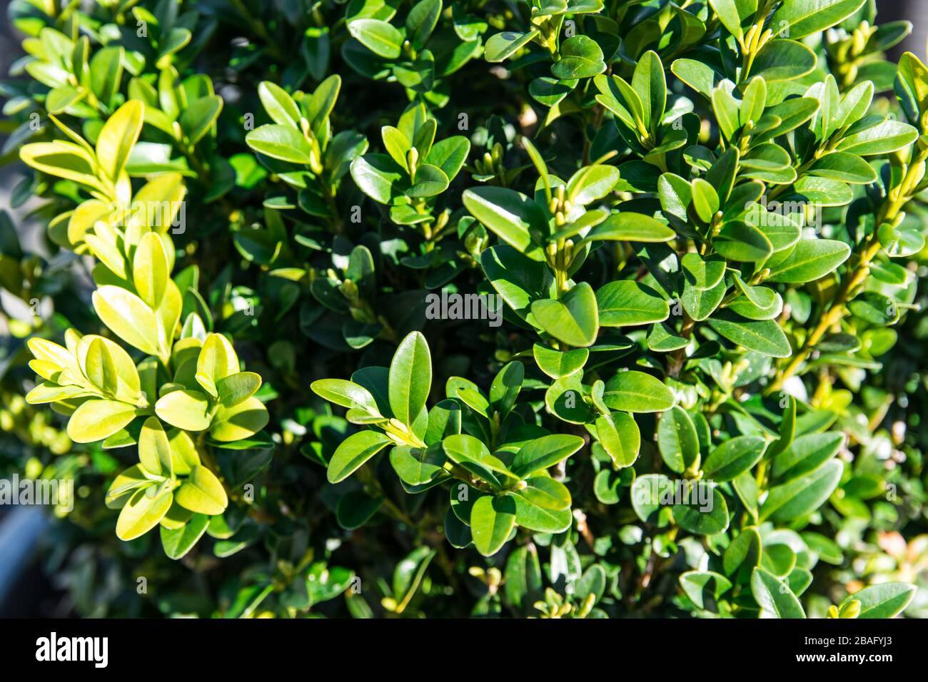 Green bush in park spring hi-res stock photography and images - Alamy
