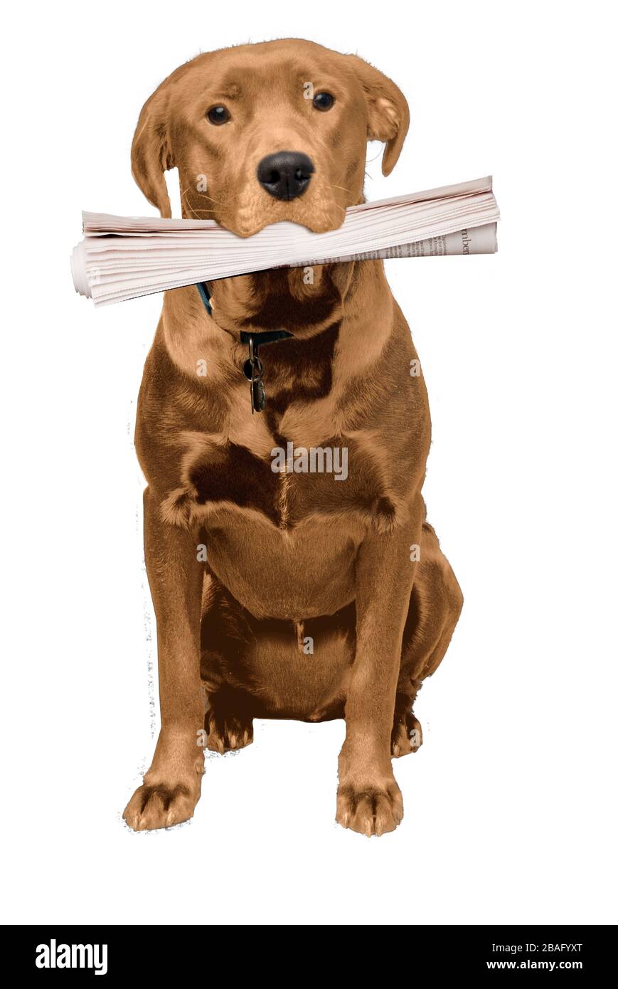 Cartoon golden retriever hi-res stock photography and images - Alamy