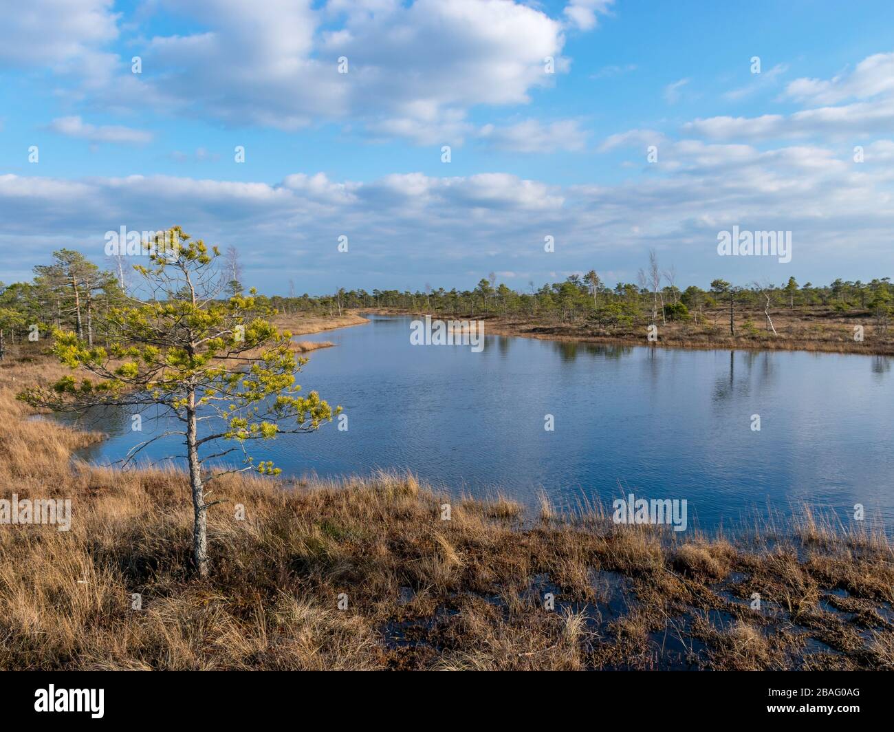 wonderful bog landscape, beautiful bog lakes, pines, bog grass and moss ...