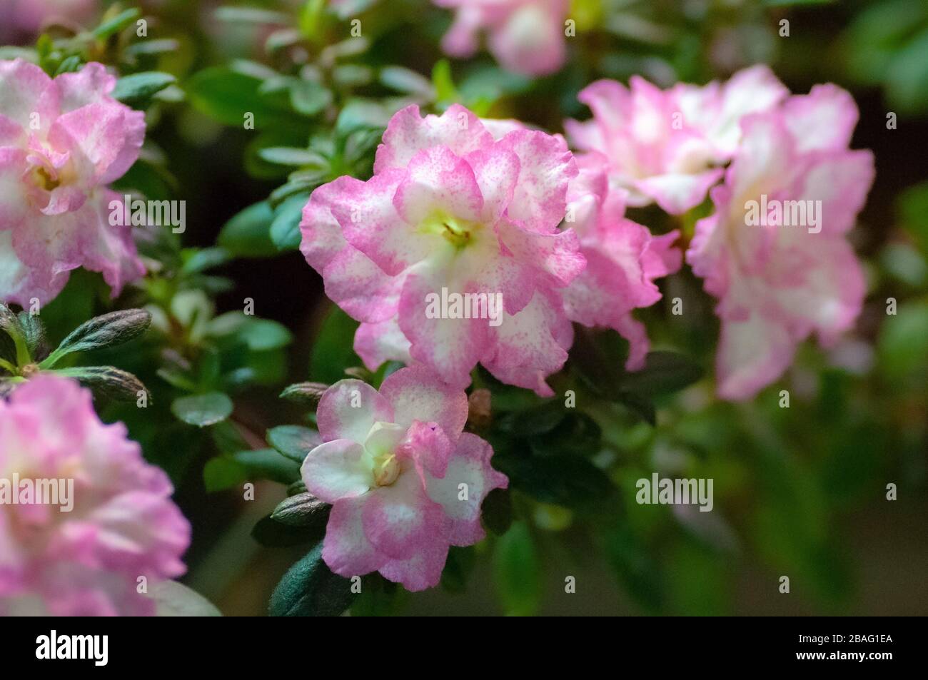 Azalea rhododendron borders hi-res stock photography and images - Alamy