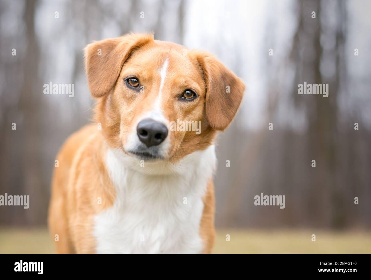 Red Australian Shepherd Mix