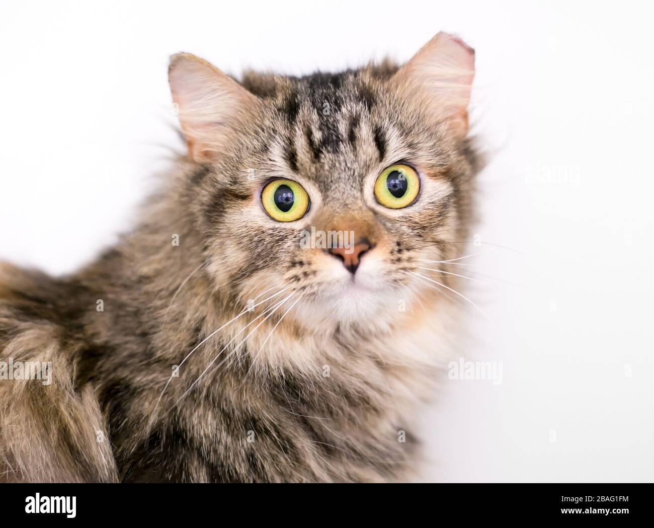 Spay and release hi-res stock photography and images - Alamy