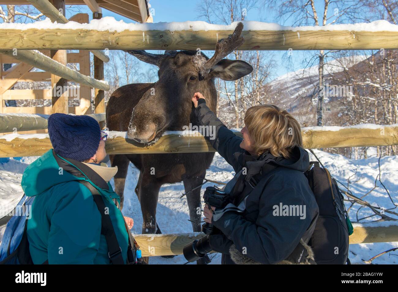 People petting a young bull moose at a wildlife park in northern Norway ...
