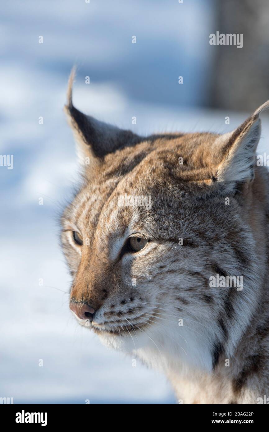 Close-up of a Eurasian lynx (Lynx lynx) sitting in the snow at a ...