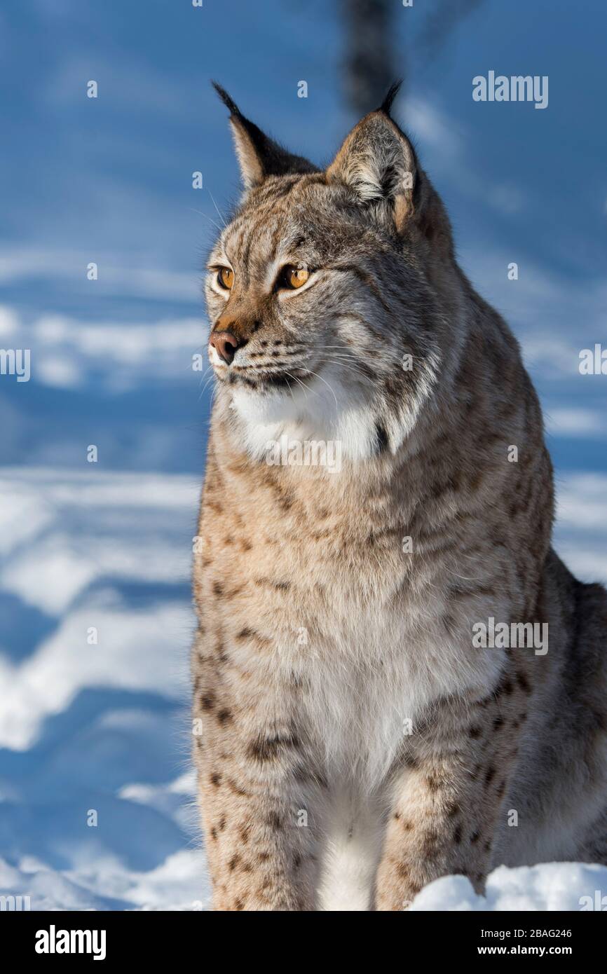 A Eurasian lynx (Lynx lynx) is sitting in the snow at a wildlife park ...