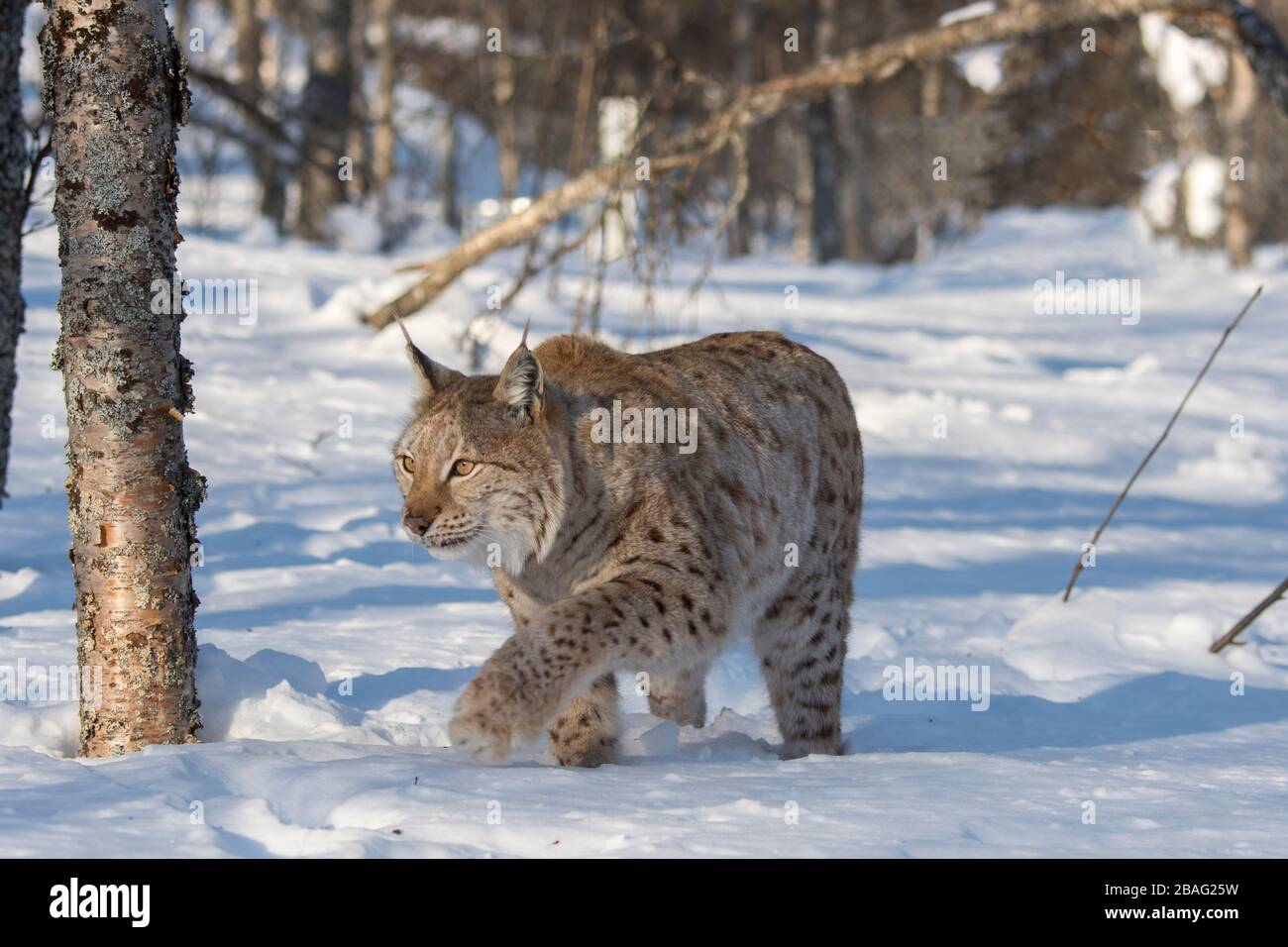 A Eurasian lynx (Lynx lynx) is walking in the snow at a wildlife park ...