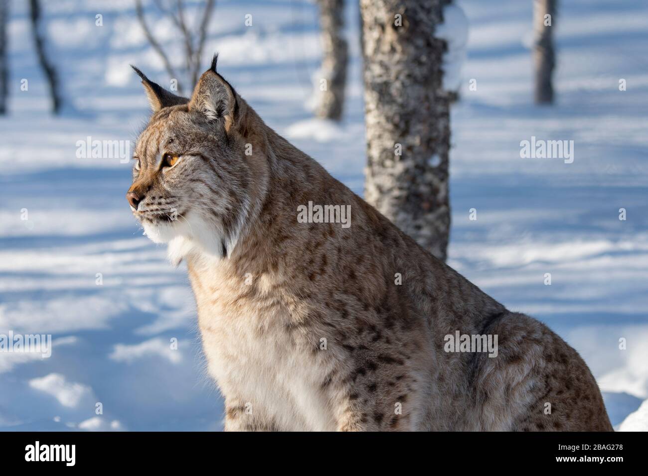 A Eurasian lynx (Lynx lynx) is sitting in the snow at a wildlife park ...