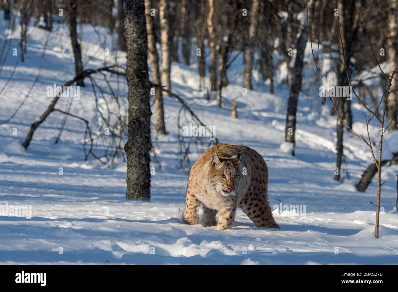 A Eurasian lynx (Lynx lynx) is walking in the snow at a wildlife park ...