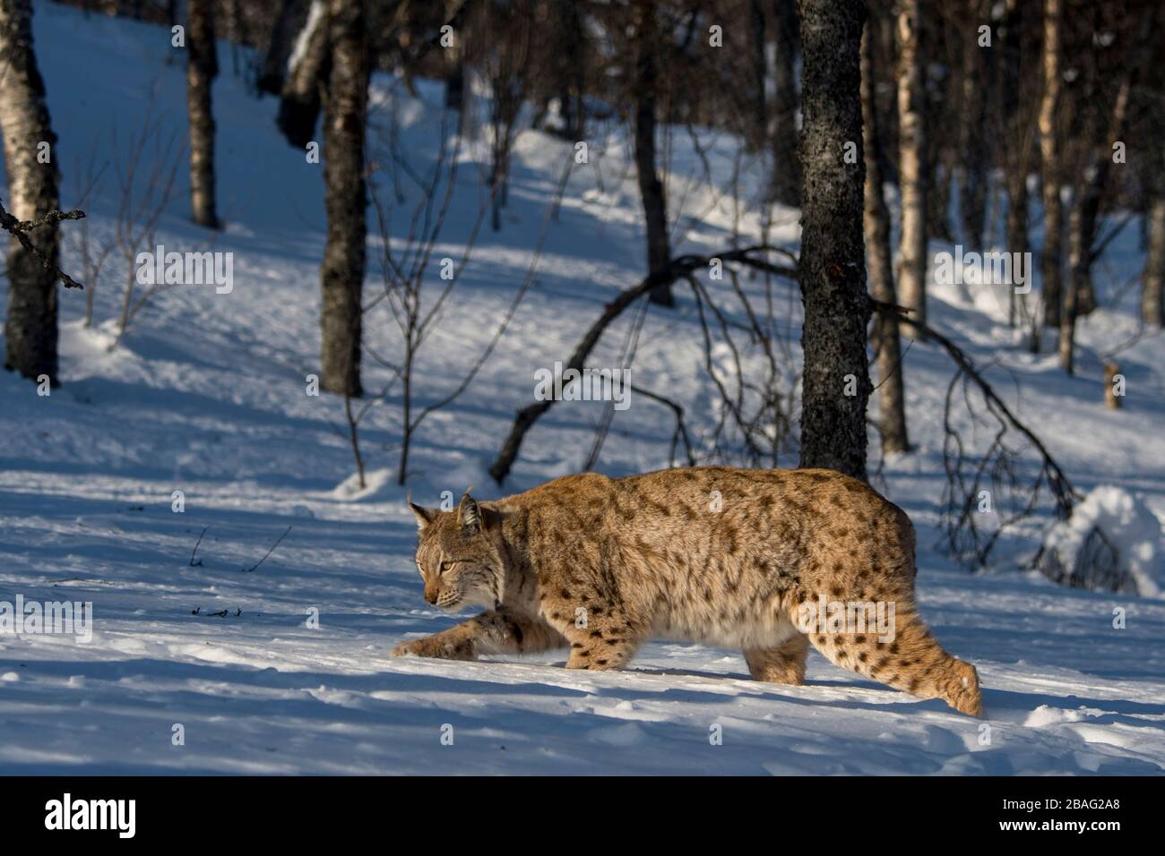 A Eurasian lynx (Lynx lynx) is walking in the snow at a wildlife park ...