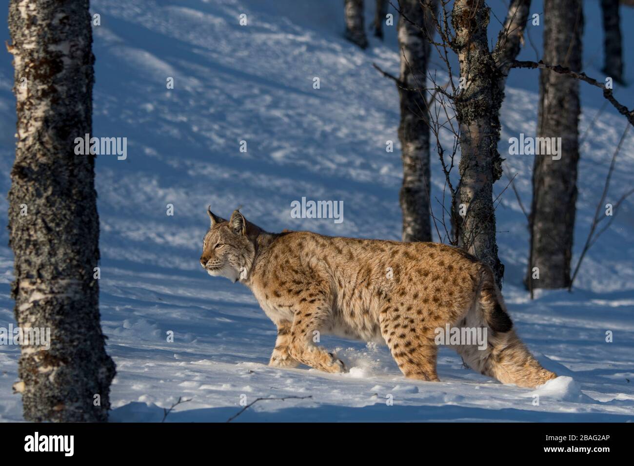 A Eurasian lynx (Lynx lynx) is walking in the snow at a wildlife park ...