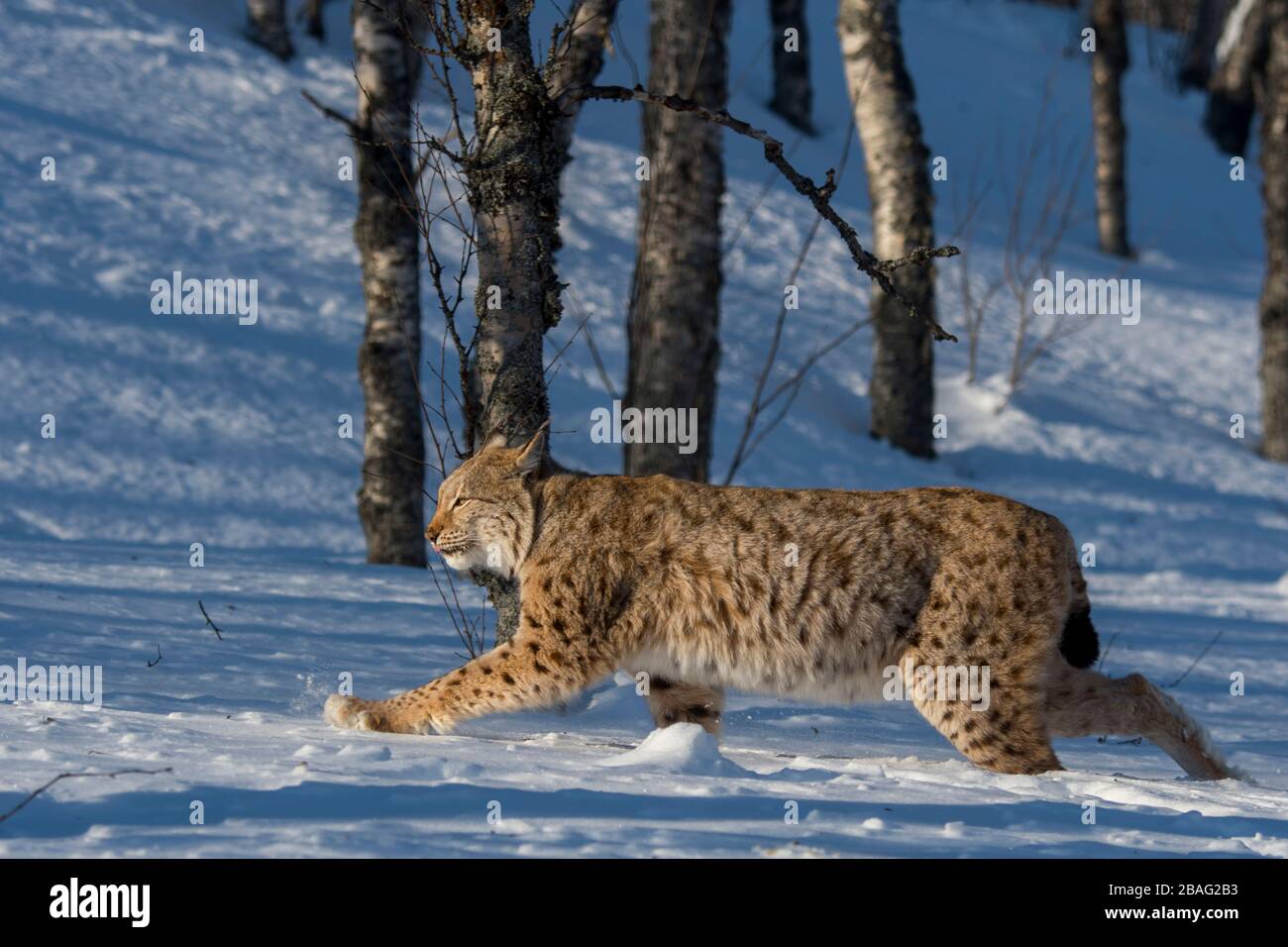 A Eurasian lynx (Lynx lynx) is walking in the snow at a wildlife park ...