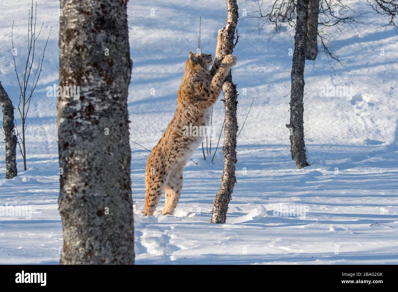 A Eurasian lynx (Lynx lynx) is in the snow is climbing a tree at a ...