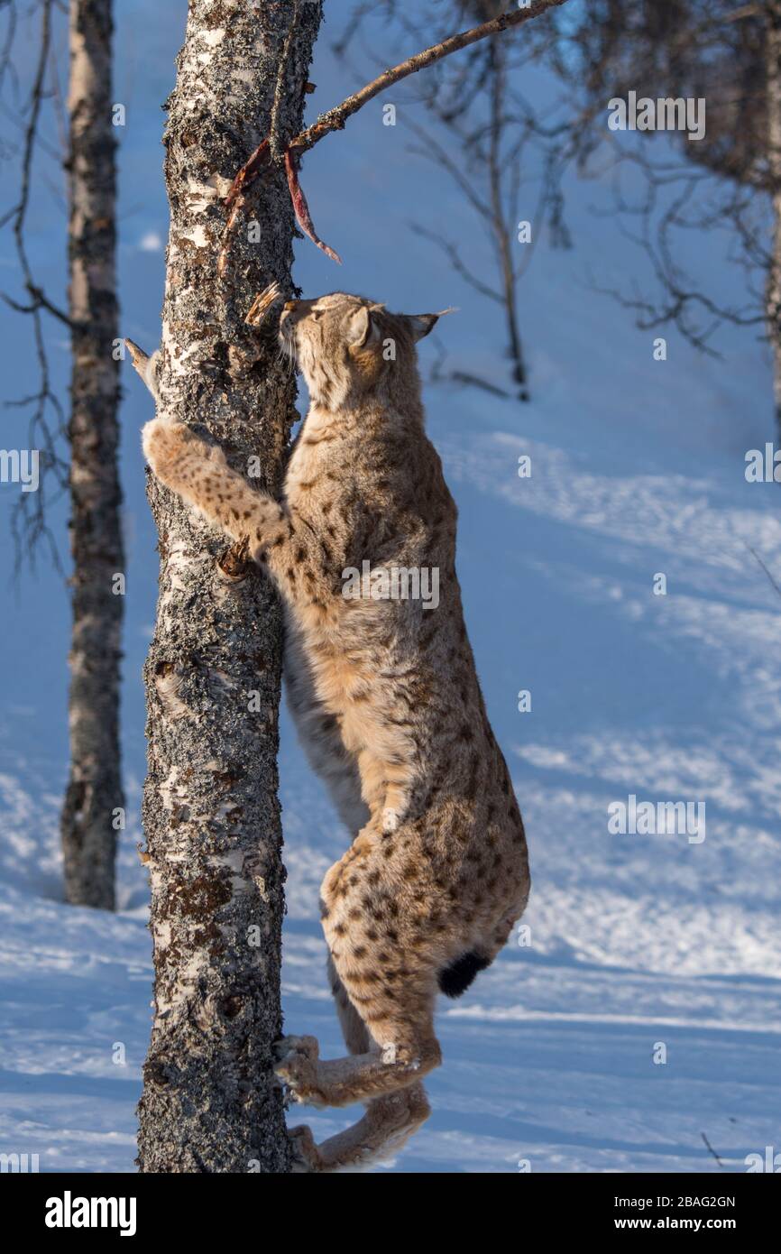 A Eurasian lynx (Lynx lynx) is in the snow is climbing a tree at a ...