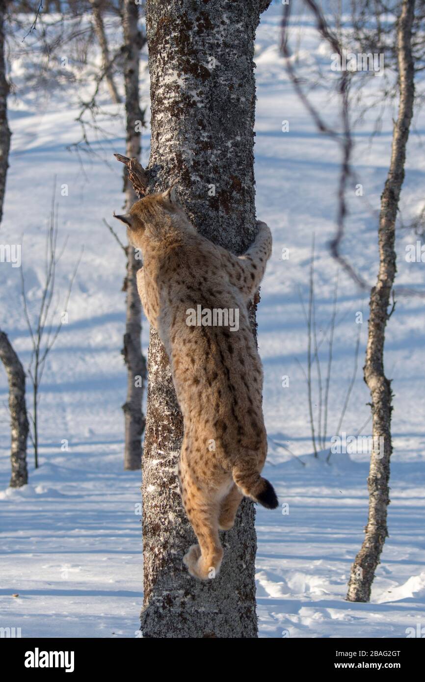 A Eurasian lynx (Lynx lynx) is in the snow is climbing a tree at a ...