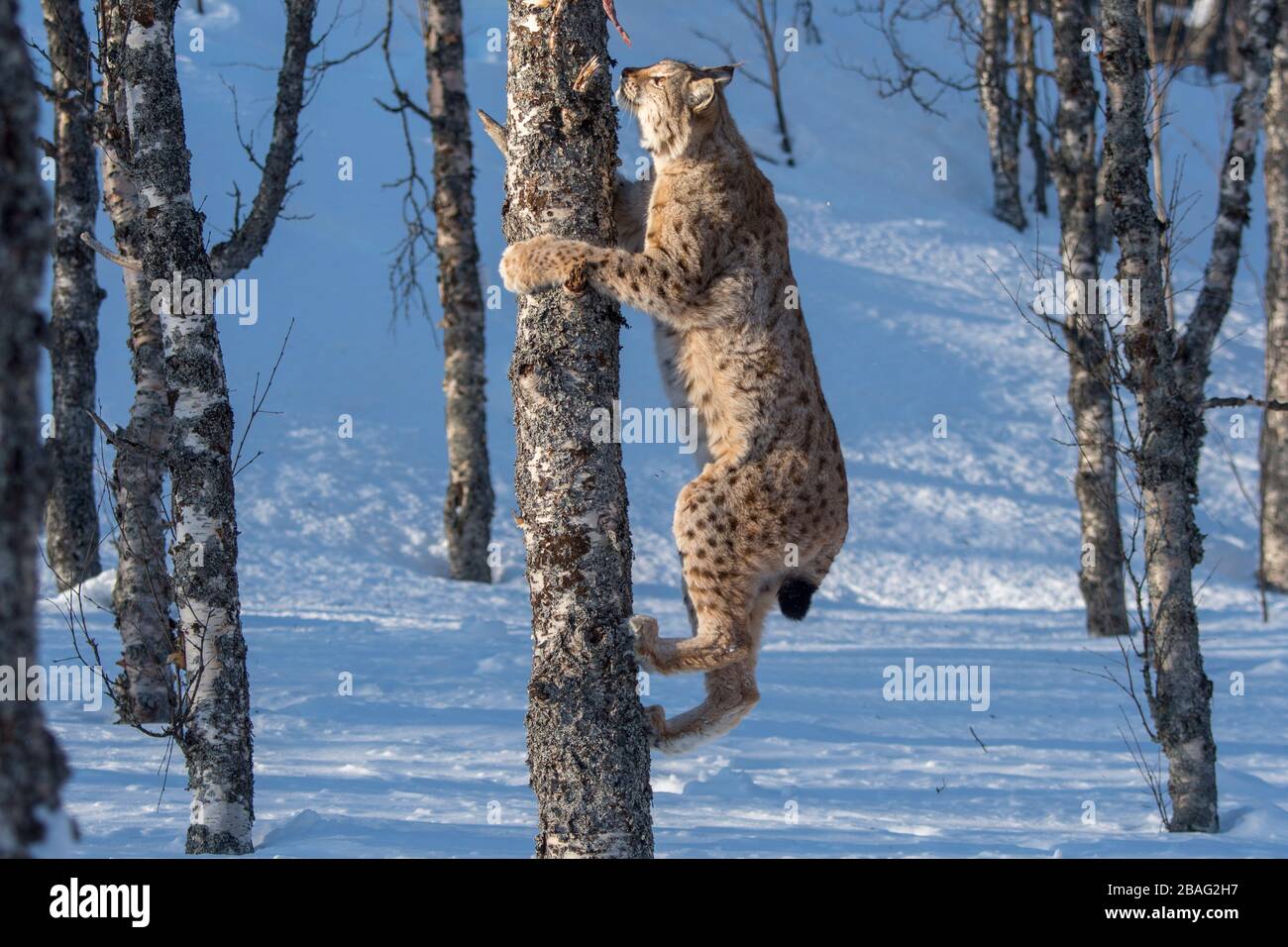 A Eurasian lynx (Lynx lynx) is in the snow is climbing a tree at a ...