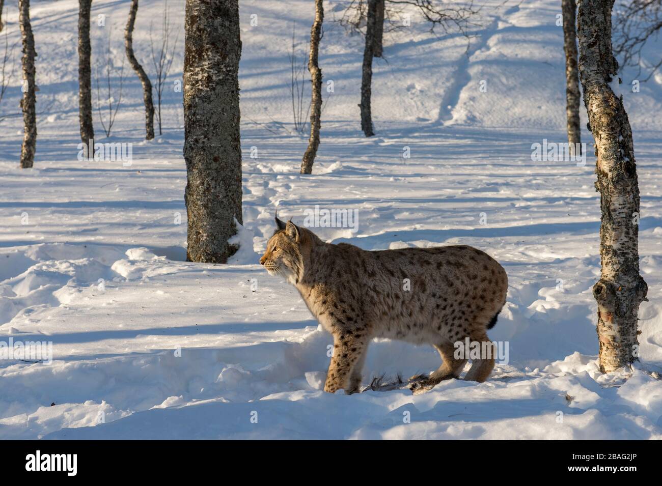 A Eurasian lynx (Lynx lynx) is walking in the snow at a wildlife park ...