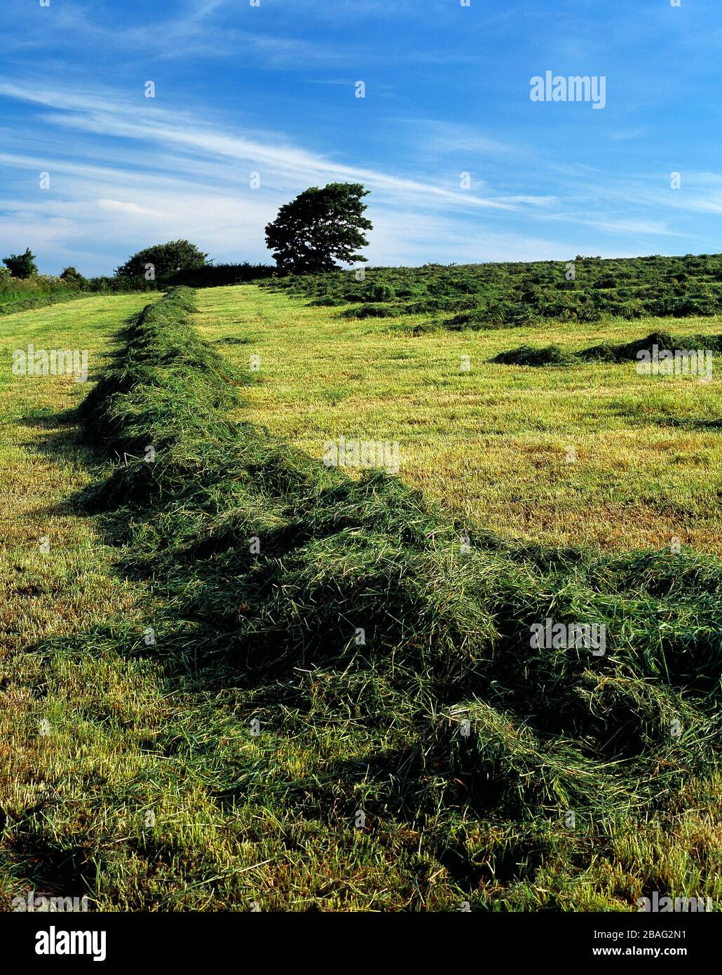 Forage production hi-res stock photography and images - Alamy