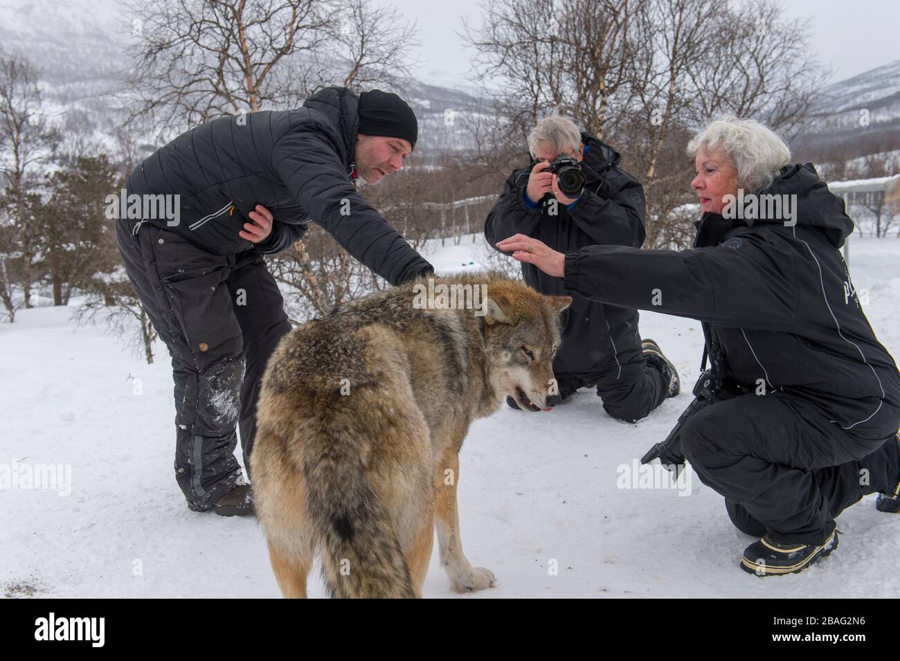 People interacting with gray wolves (Canis lupus) in the snow at a ...