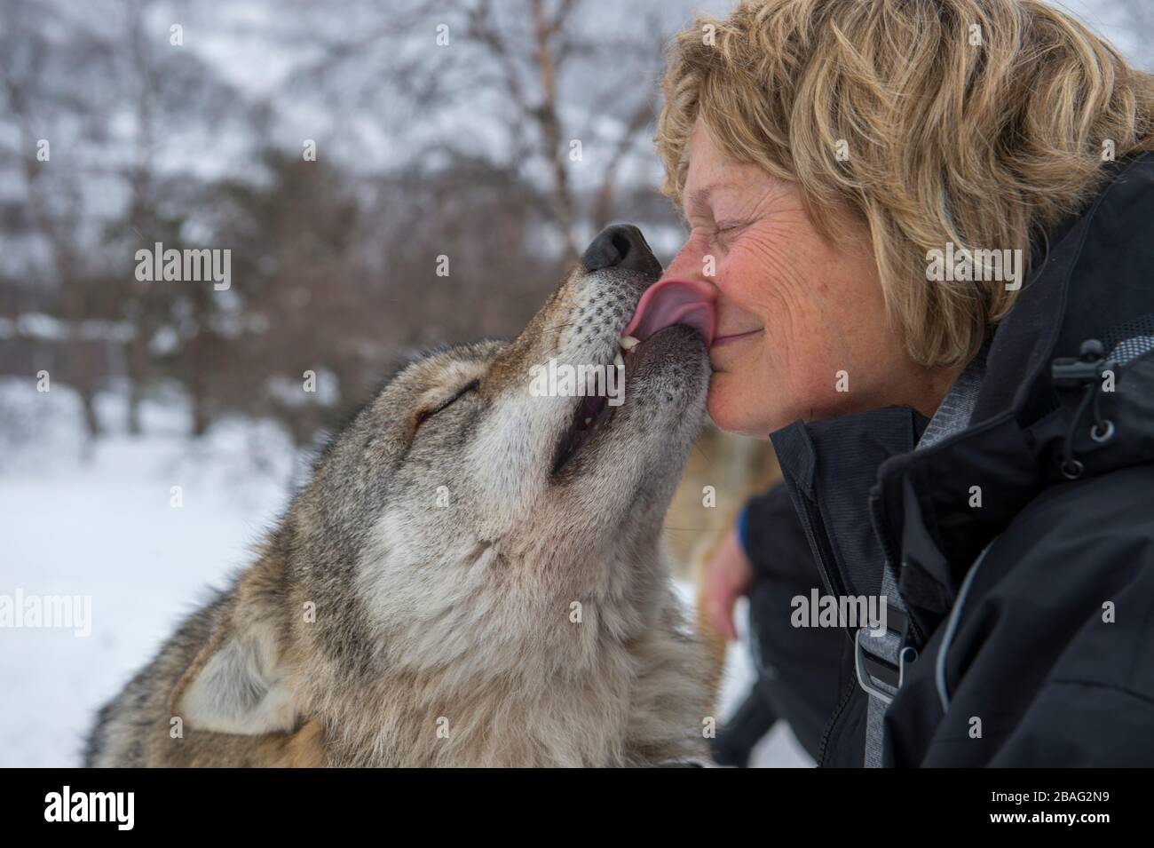 A woman interacting (being kissed, greeting behavior) with gray wolves ...