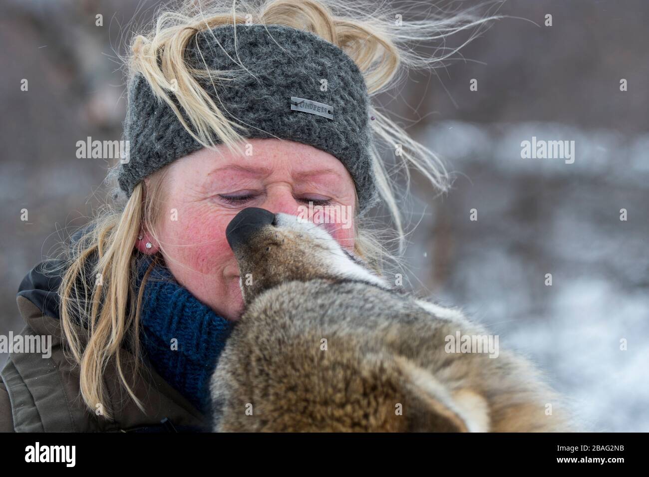 A woman interacting (being kissed, greeting behavior) with gray wolves ...