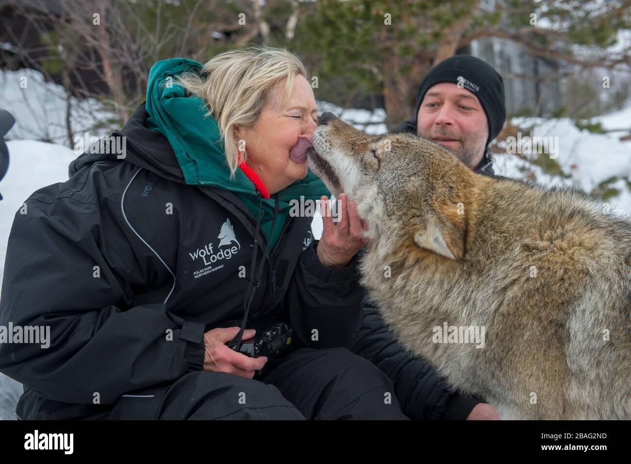 A woman interacting (being kissed, greeting behavior) with gray wolves ...