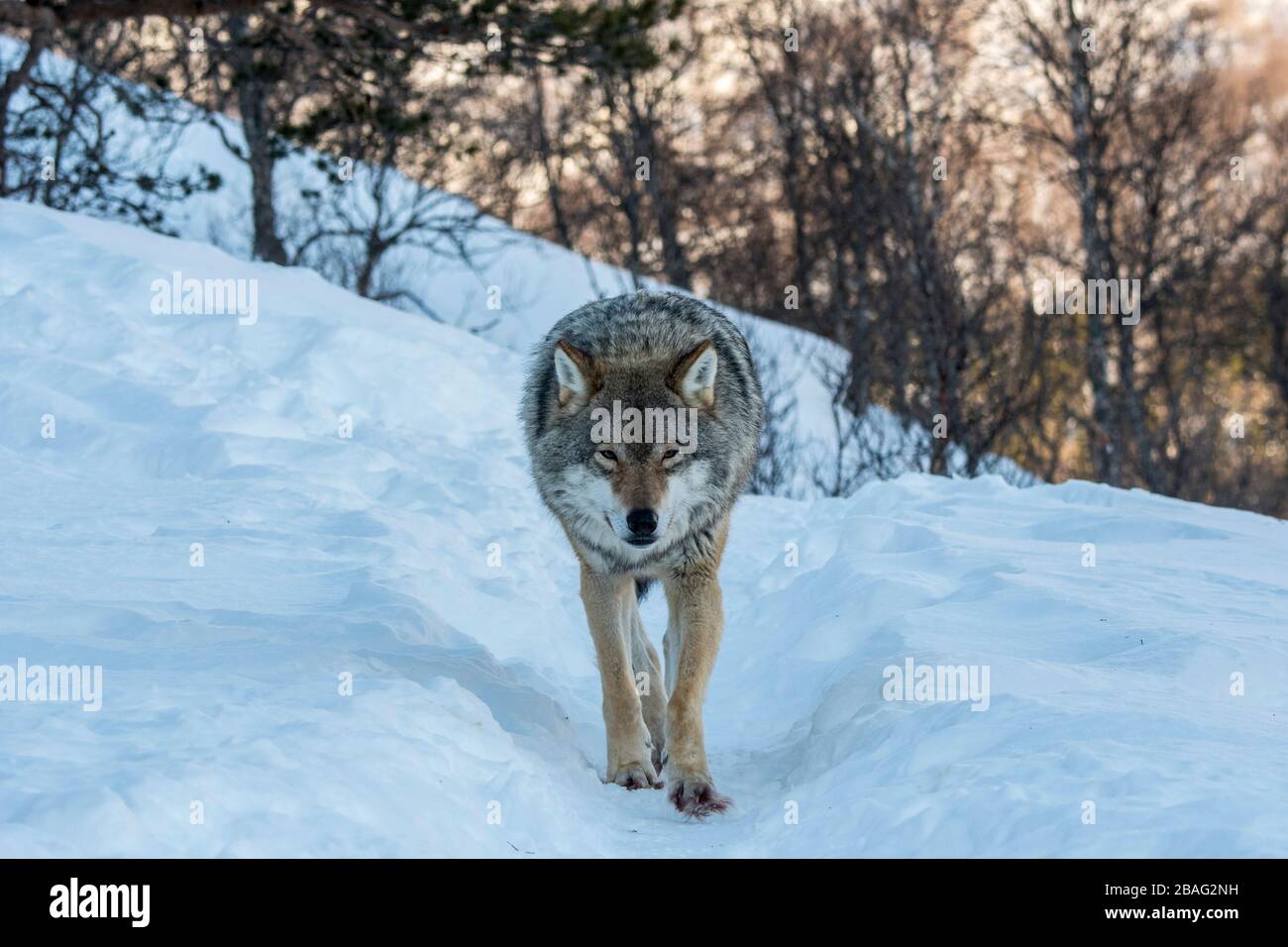 A Gray wolf (Canis lupus) is walking in the snow through the forest at ...