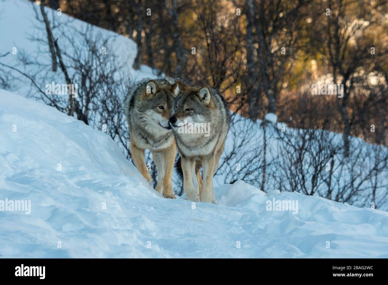 Gray wolves (Canis lupus) are walking in the snow at a wildlife park in ...
