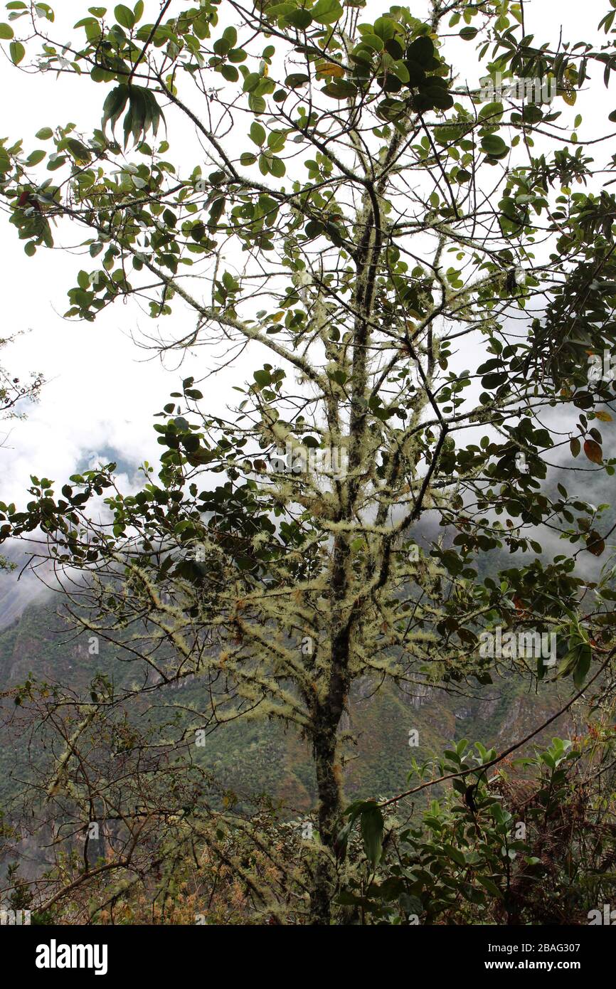 A moss covered tree high in the Andes Mountains on Huayna Picchu in ...