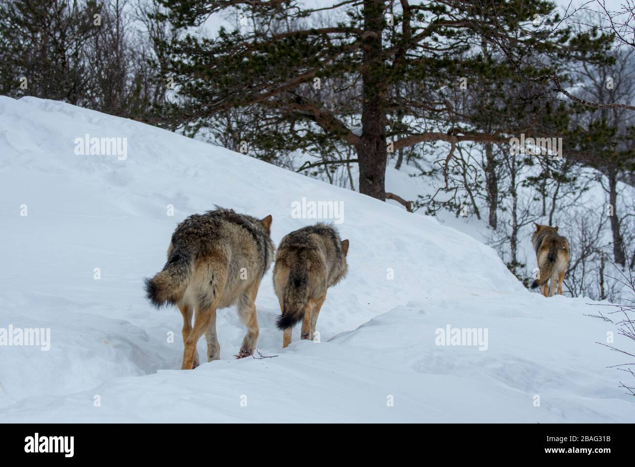 Gray wolves (Canis lupus) are walking in the snow at a wildlife park in ...