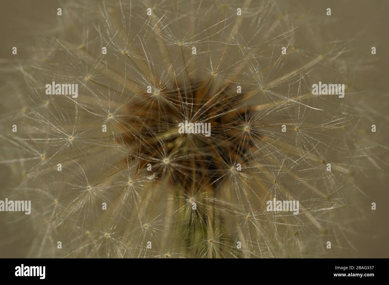 Close-up of dandelion plant Stock Photo - Alamy
