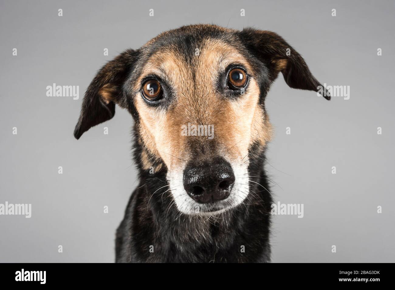 Lurcher dog head hi-res stock photography and images - Alamy