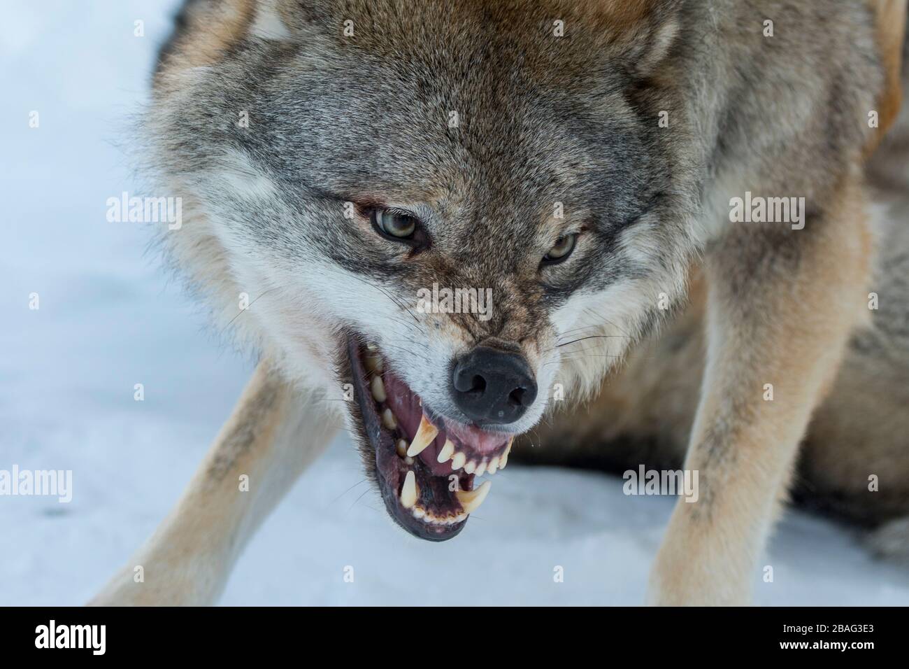 Close-up of a dominant Gray wolf (Canis lupus) snarling at another wolf ...
