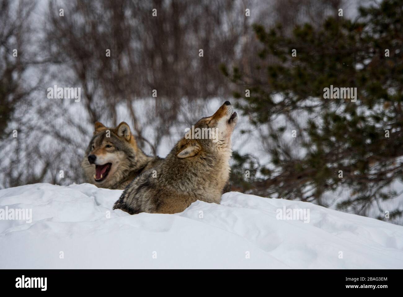 Gray wolves (Canis lupus) are howling in the snow at a wildlife park in ...