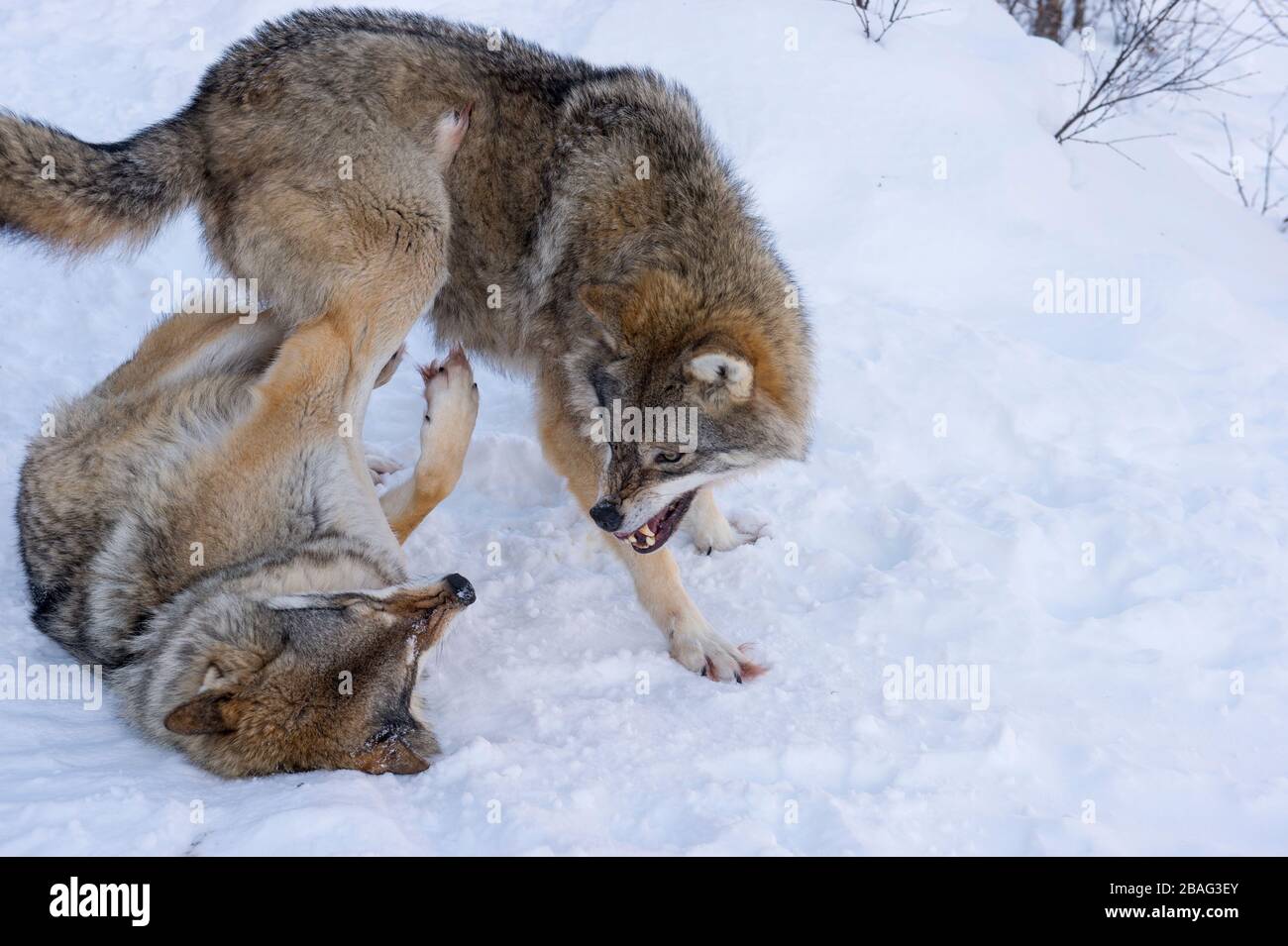 Grey wolves fighting in snow hi-res stock photography and images - Alamy