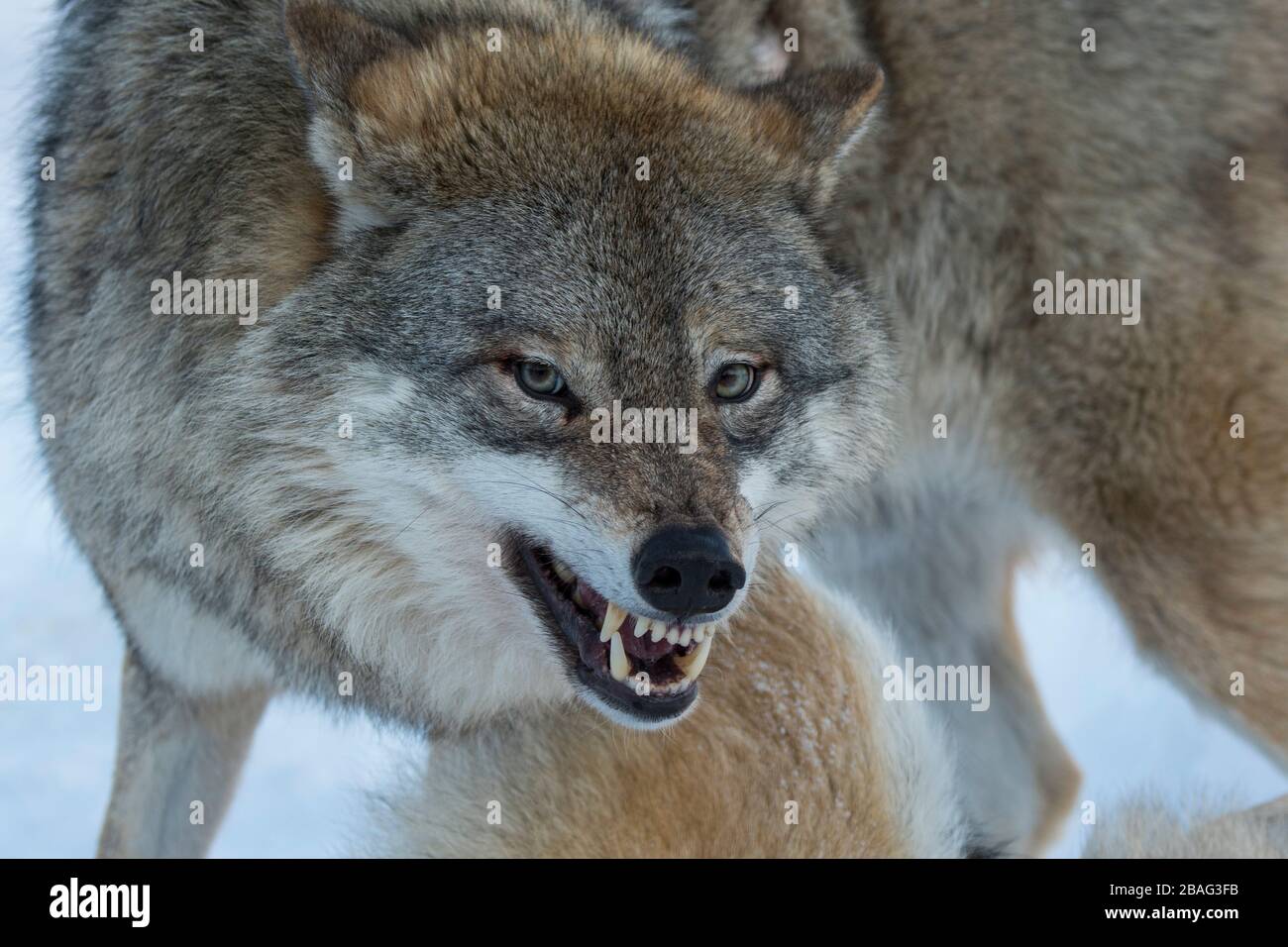 Gnarly Grey Wolf Snarling