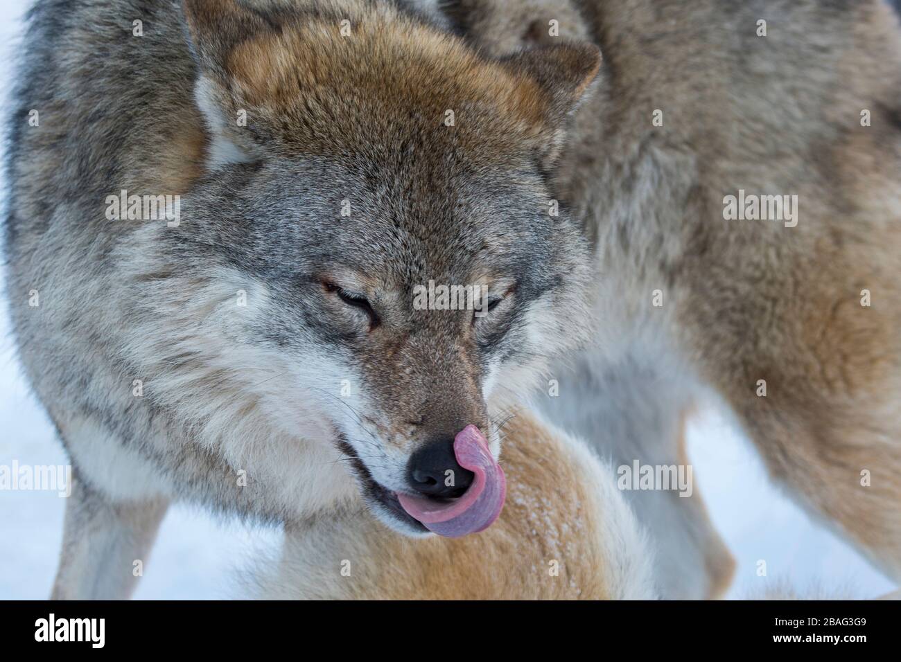 Close-up of a dominant Gray wolf (Canis lupus) snarling at another wolf in the snow at a ...
