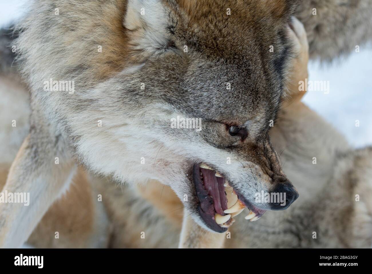 Close-up of a dominant Gray wolf (Canis lupus) snarling at another wolf in the snow at a ...