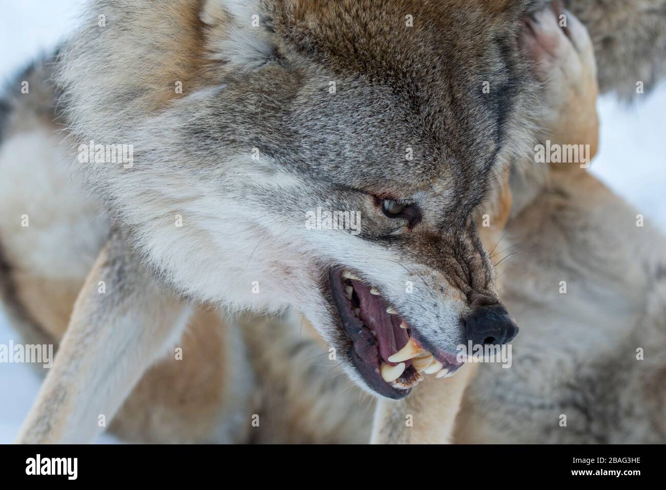 Close-up of a dominant Gray wolf (Canis lupus) snarling at another wolf in the snow at a ...