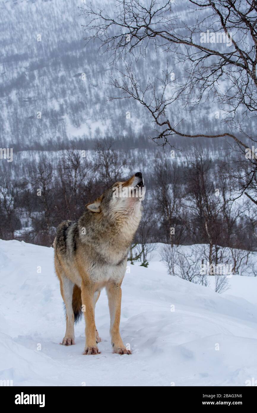 A Gray wolf (Canis lupus) is howling in the snow at a wildlife park in ...