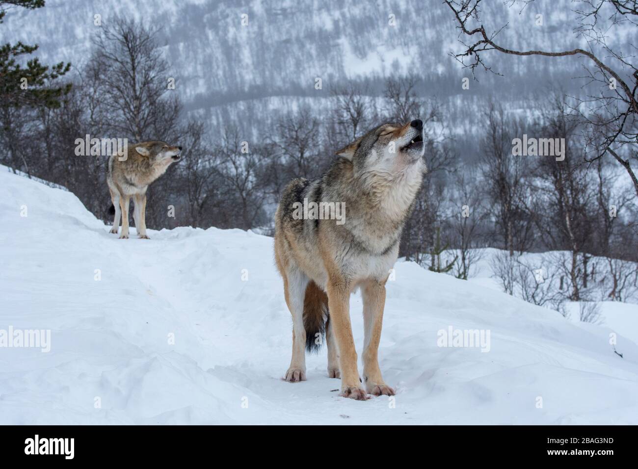 Gray wolves (Canis lupus) are howling in the snow at a wildlife park in ...