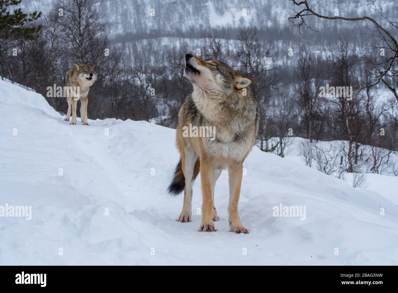 Gray wolves (Canis lupus) are howling in the snow at a wildlife park in ...