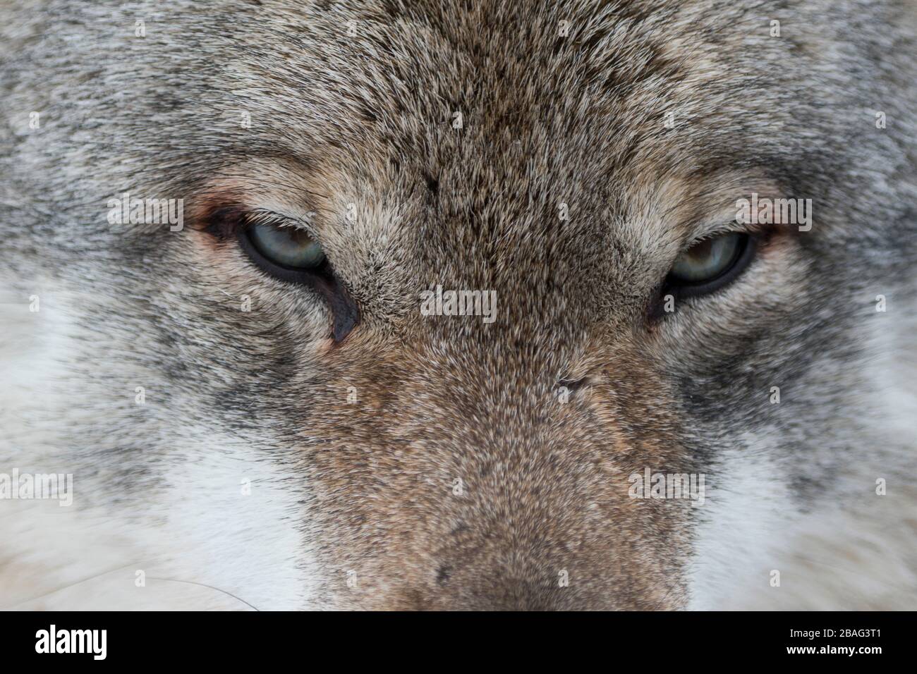 Close-up of the face of a Gray wolf (Canis lupus) in the snow at a ...