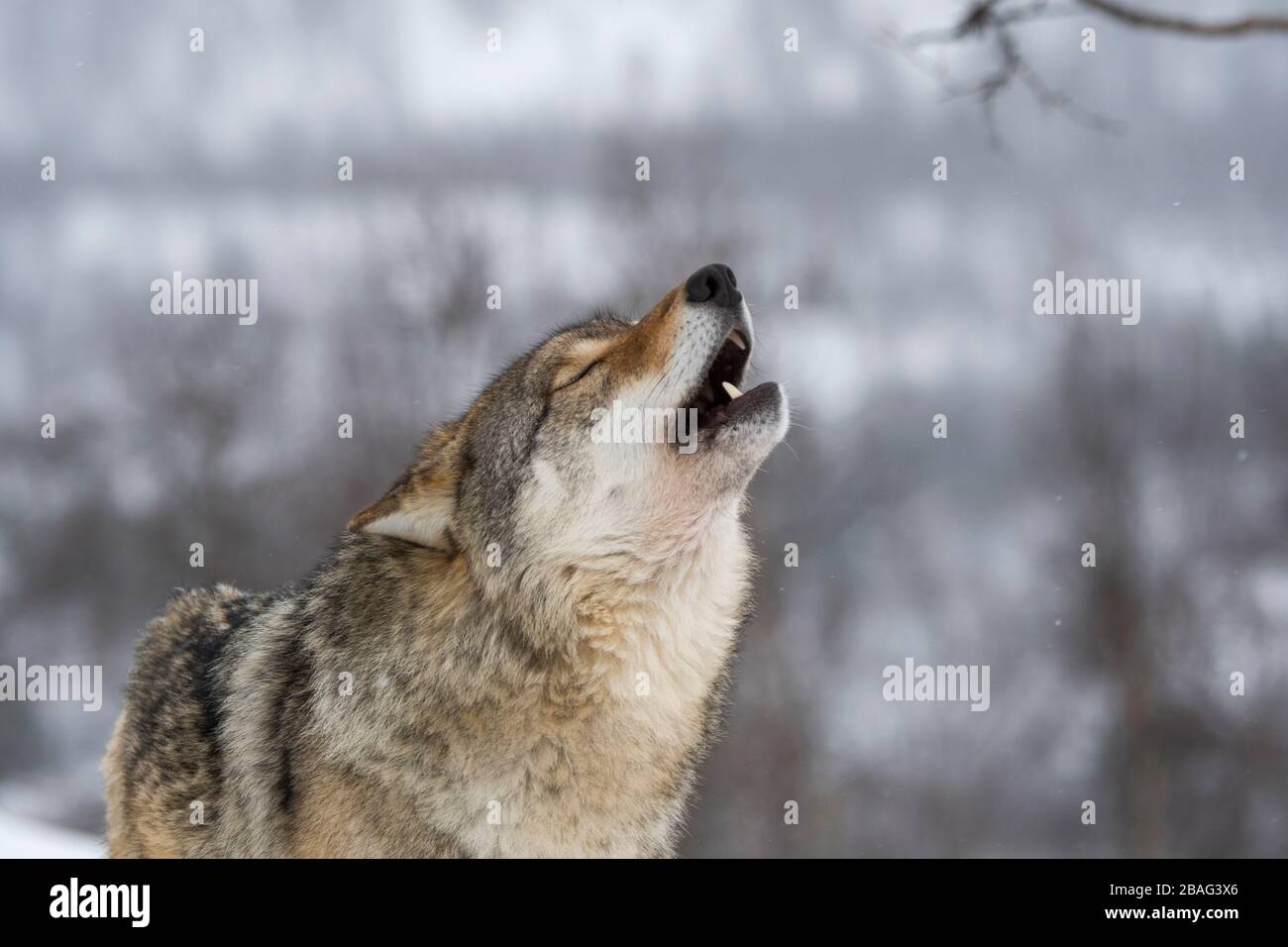 Howling grey wolf hi-res stock photography and images - Alamy