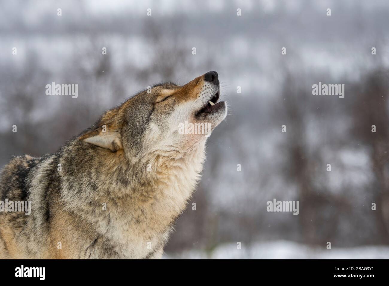 Gray wolf howling hi-res stock photography and images - Alamy