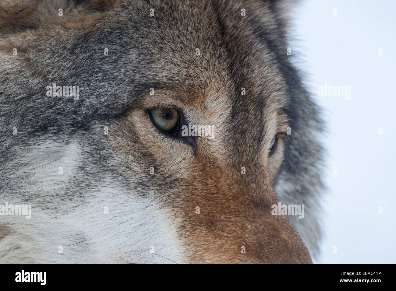 Close-up of the face of a Gray wolf (Canis lupus) in the snow at a ...