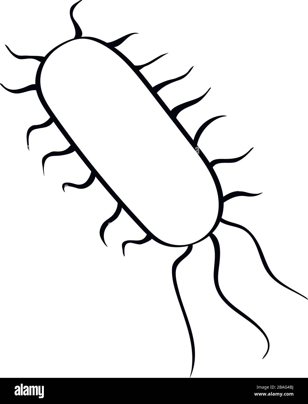 Colon bacillus. Digestive tract or alimentary canal showing bacteria ...